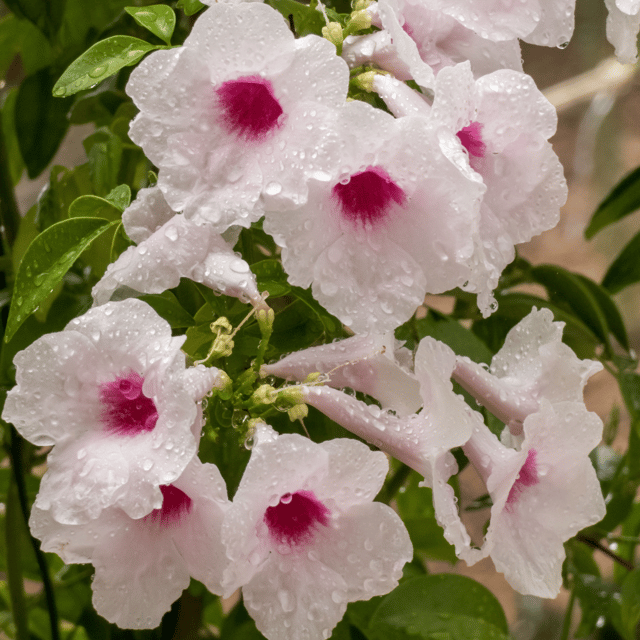 Pandorea/Variegated Tecoma Flower Plant