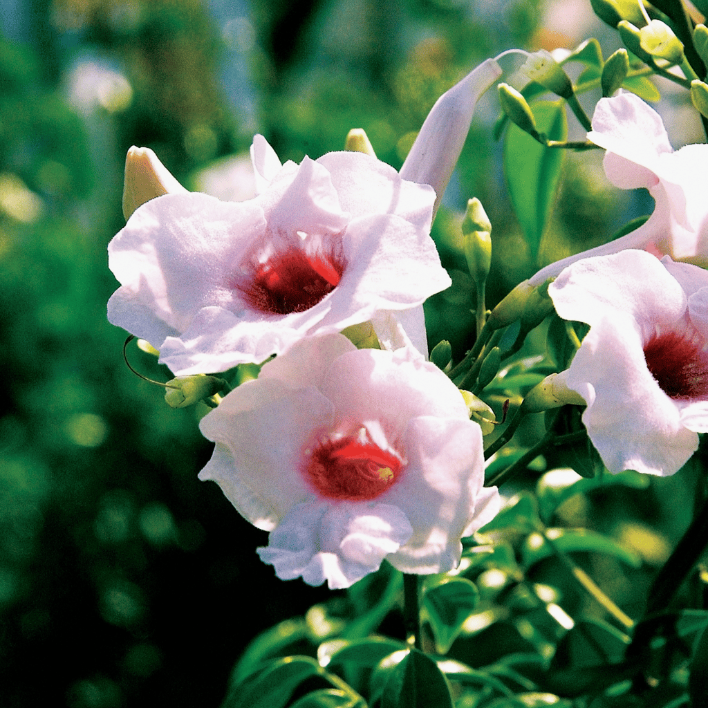 Pandorea/Variegated Tecoma Flower Plant