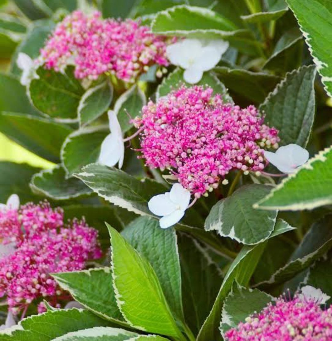 Variegated Hydrangea Macrophylla Flower Plant (Red)
