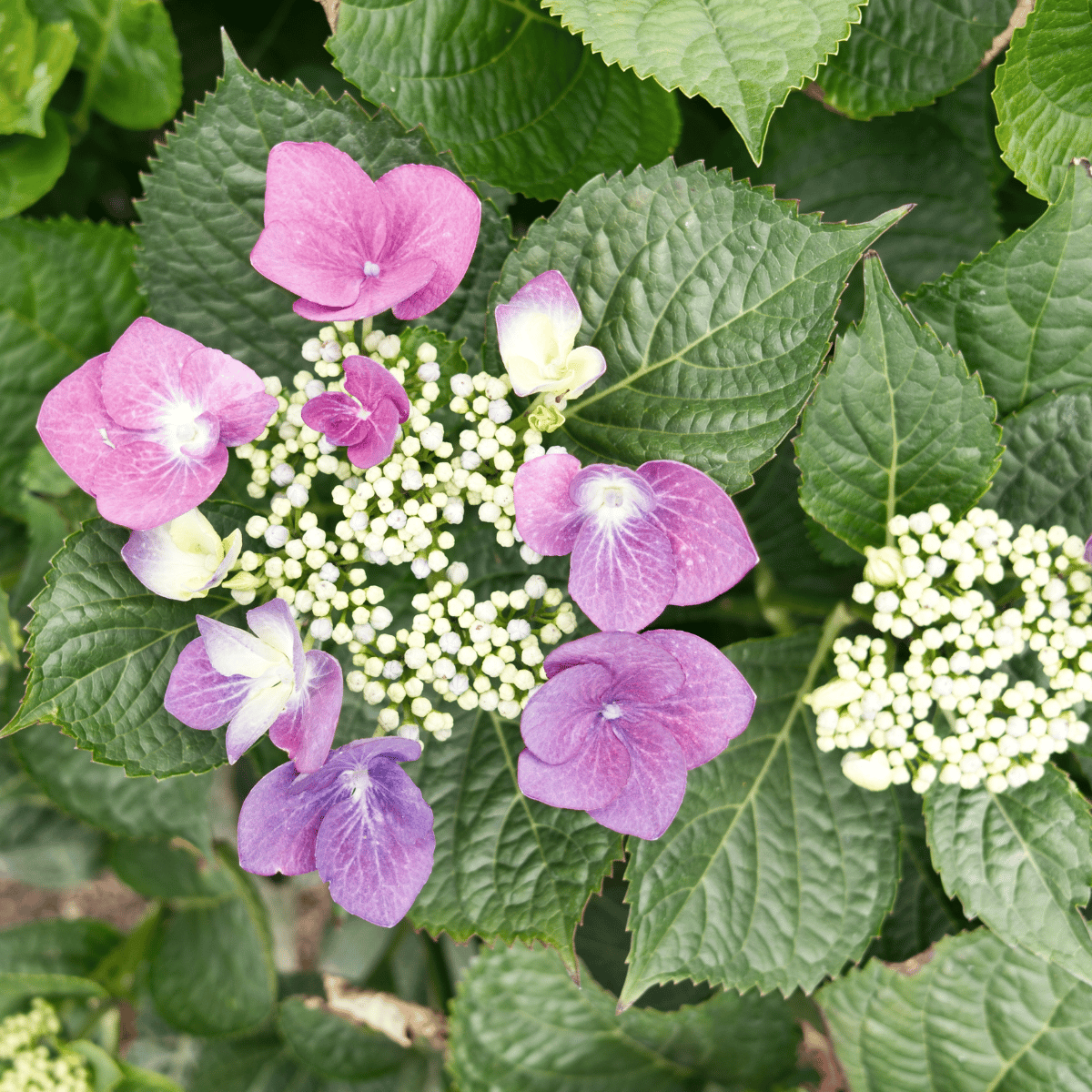Variegated Hydrangea Macrophylla Flower Plant (Red)
