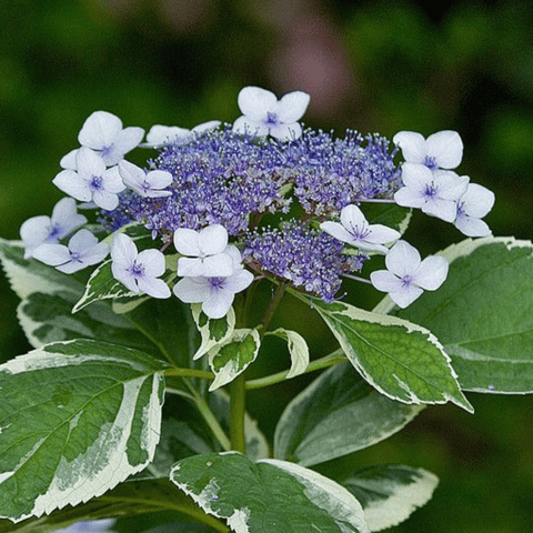 Buy Variegated Hydrangea Flower Plant (Blue) Online at Paudhewale ...