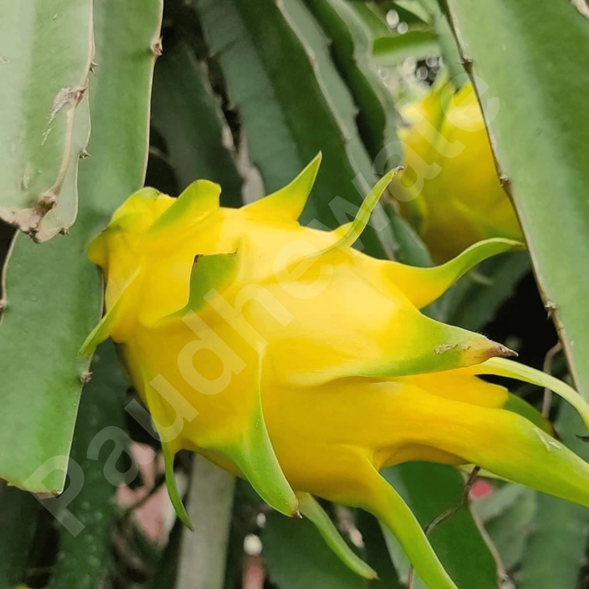 Buy Israel Golden Yellow Dragon Fruit Plant Online at Paudhewale | Upto ...