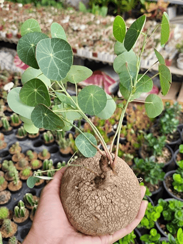 Buy Stephania Rotunda Bulb Online | Rare Caudex Plant for Indoor Decor