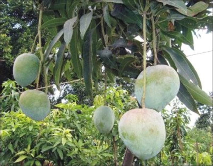 Bari-4 Variety Mango Fruit Tree & plant (Grafted)