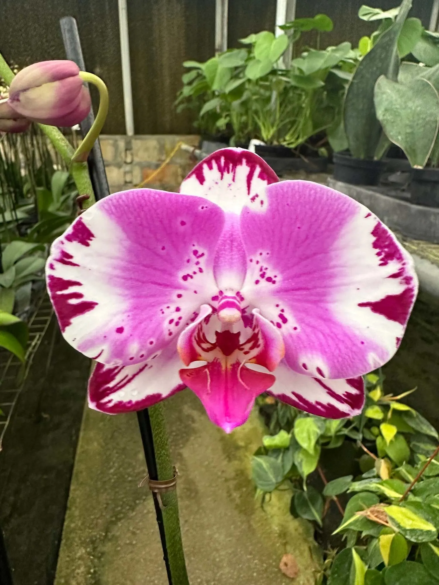 Buy Phalaenopsis Hippie Princess Orchid Plant Online